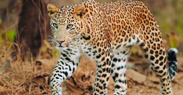 Leopard spotted in Tavush appears to have traveled across Armenia ...