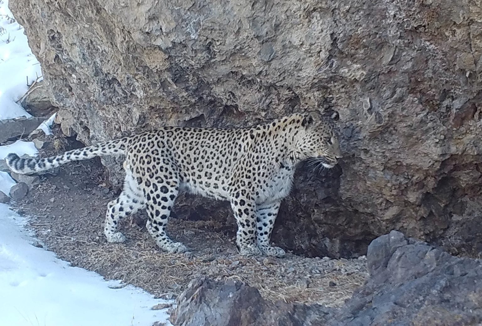 Neo the Leopard caught on camera in Armenia’s Khosrov Forest – Public ...